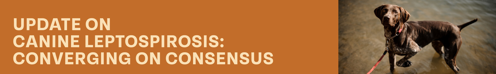 Update on Canine Leptospirosis: Converging on Consensus | American Animal Hospital Association